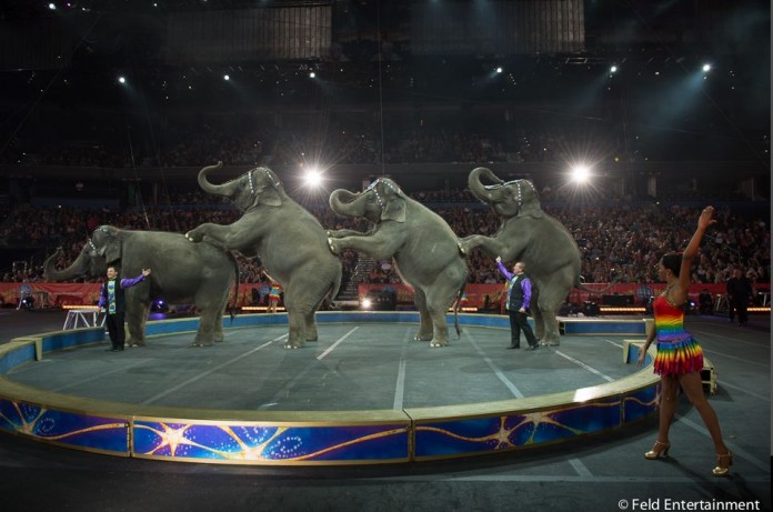 Verbod op het optreden met wilde dieren in circussen, klopt het wel ...