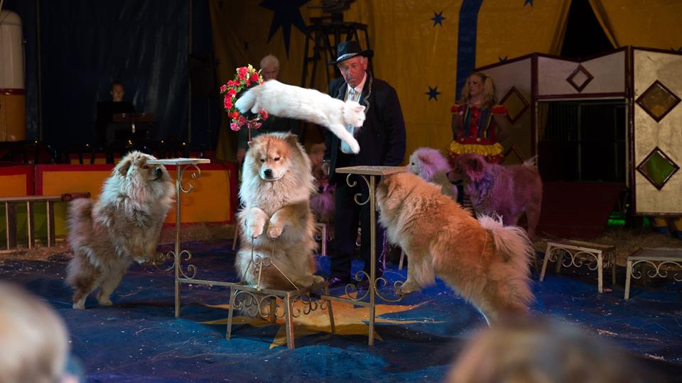 Circus Bavaria vervolgt 1000 zonnen - Circusweb