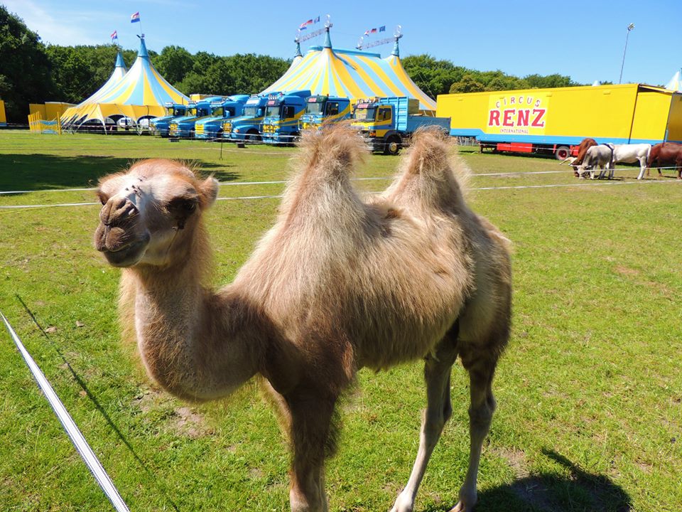 Renz International in Wassenaar - Circusweb