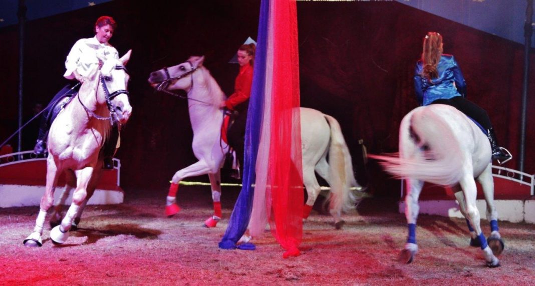 Sterk programma Circus Freiwald - Circusweb