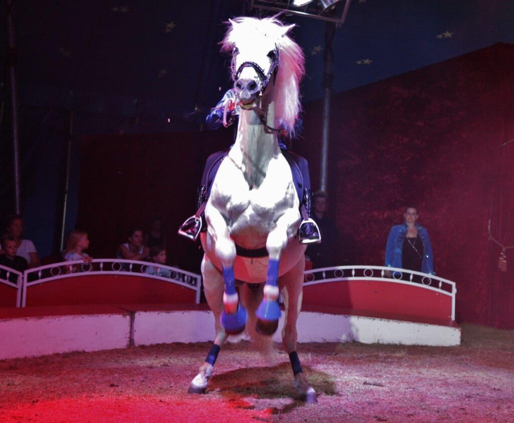 Sterk programma Circus Freiwald - Circusweb
