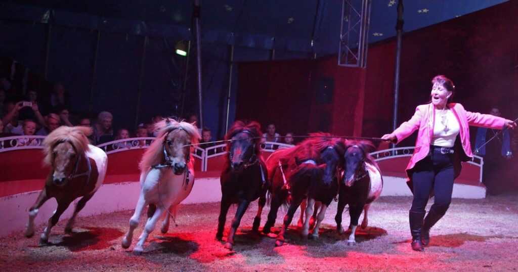 Sterk programma Circus Freiwald - Circusweb