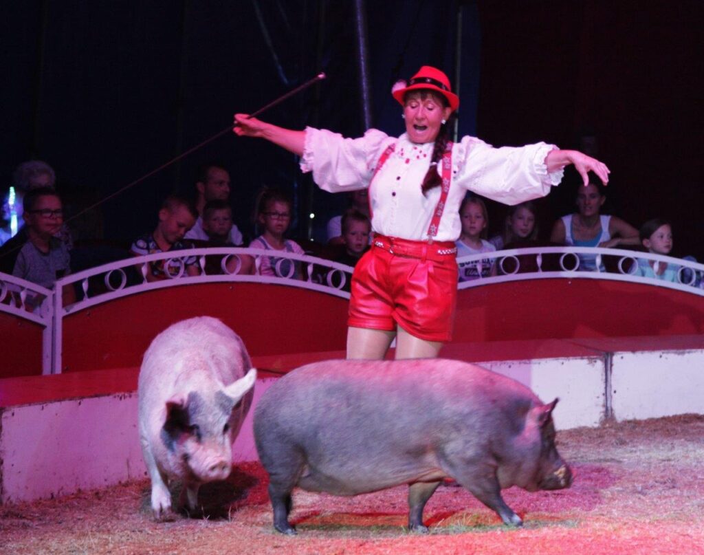 Sterk programma Circus Freiwald - Circusweb