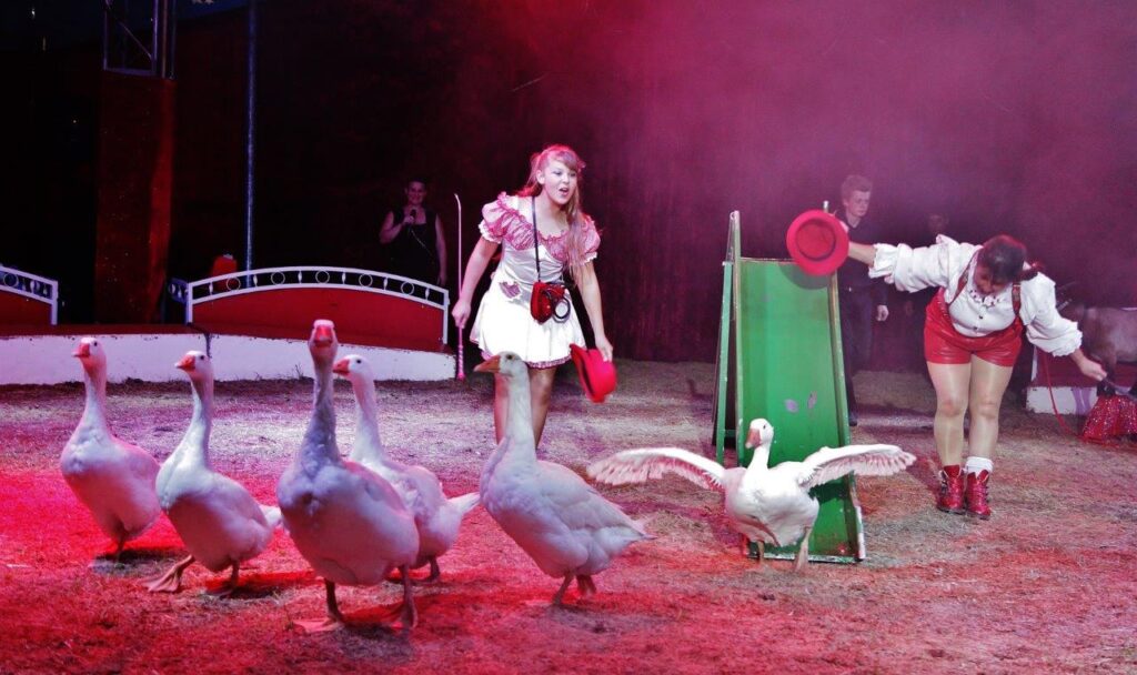 Sterk programma Circus Freiwald - Circusweb