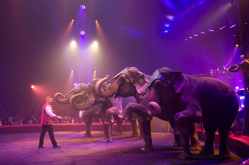 Uitstapje naar een van de mooiste circussen van Europa - Circusweb